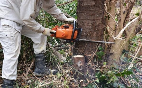 Chainsaw Operations Basic Hpots